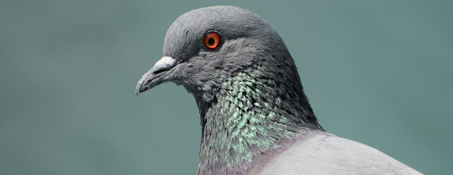 Duiven verjagen - Dierenverjagen.nl