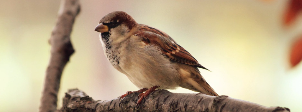Mussen verjagen? Bekijk hier 5 tips - Dierenverjagen.nl