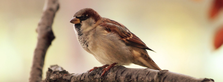 Mussen verjagen? Bekijk hier 5 tips - Dierenverjagen.nl
