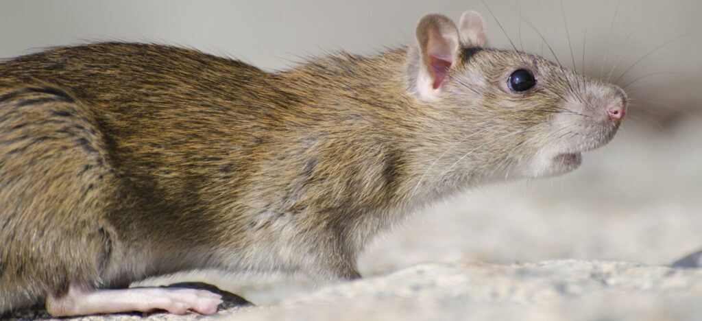 Muizen verjagen? De beste tips en methoden!