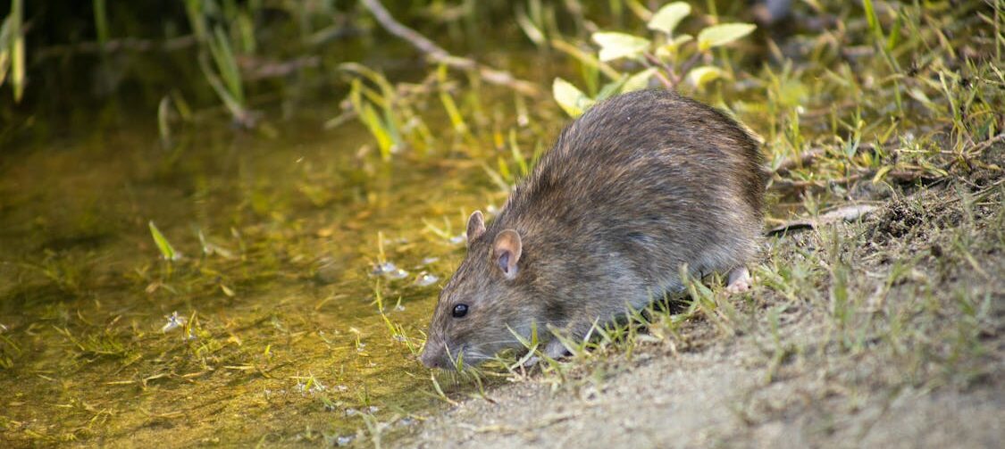 Rattenval kopen? Top 5 beste Rattenvallen van 2025!